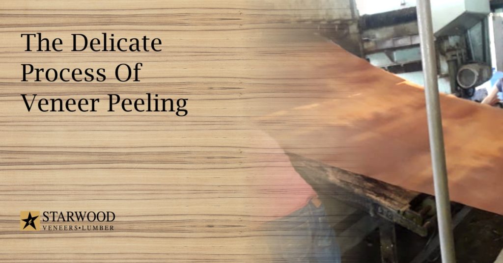 The Delicate Process Of Veneer Peeling | Starwood Veneers & Lumbers